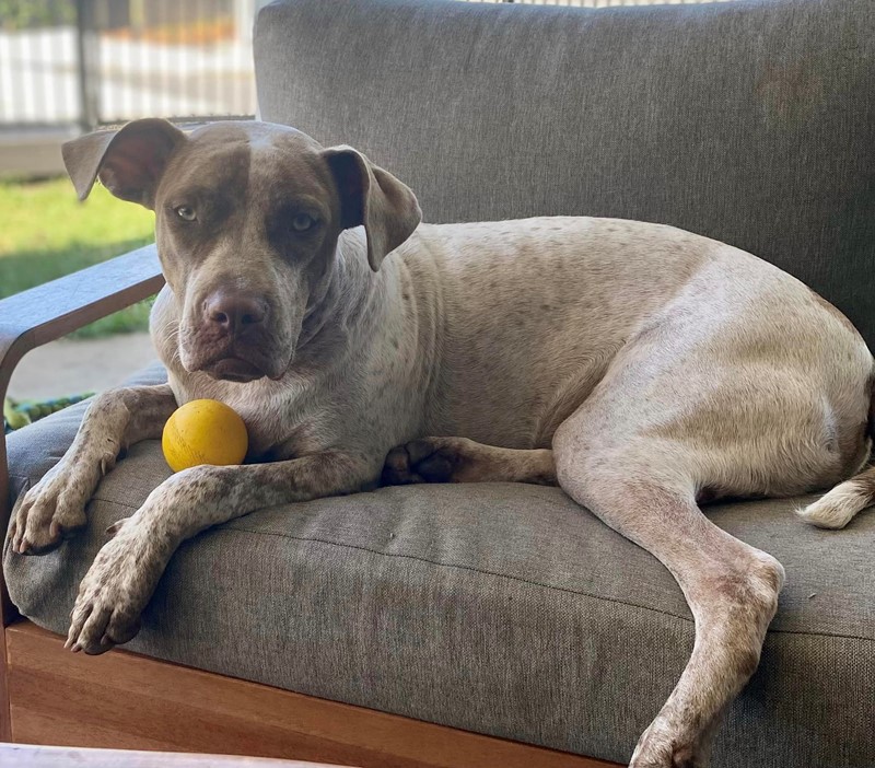 Adopt Kona from MAREEBA QLD | Adopt-A-Dog
