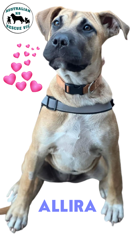 Adopt Allira from Lalor VIC | Adopt-A-Dog