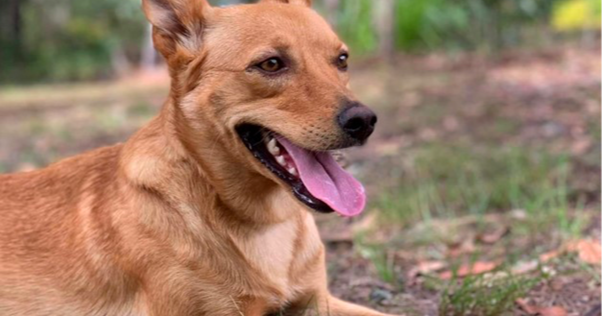 Adopt Goldie from Capalaba QLD | Adopt-A-Dog