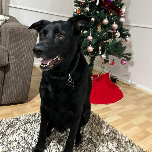 Adopt Zeus from Perth WA | Adopt-A-Dog