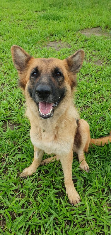 Adopt Dakota from Koah QLD | Adopt-A-Dog