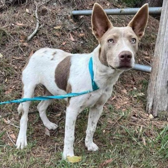 Adopt Booma from Karana Downs QLD | Adopt-A-Dog