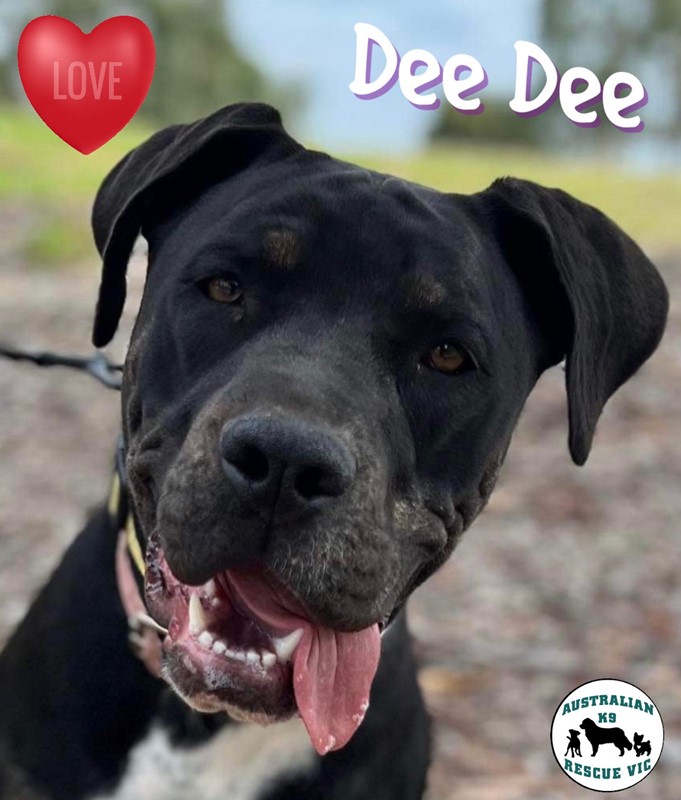 Adopt Dee Dee from DOREEN VIC | Adopt-A-Dog