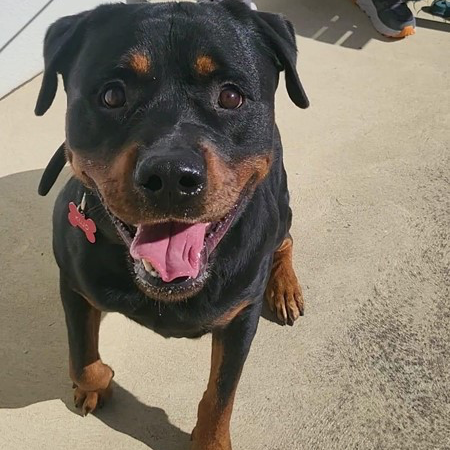 Adopt Kujo from Perth WA | Adopt-A-Dog