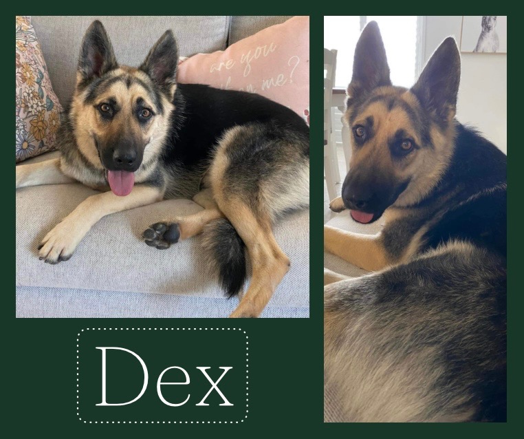 Adopt Dex from Brisbane QLD | Adopt-A-Dog