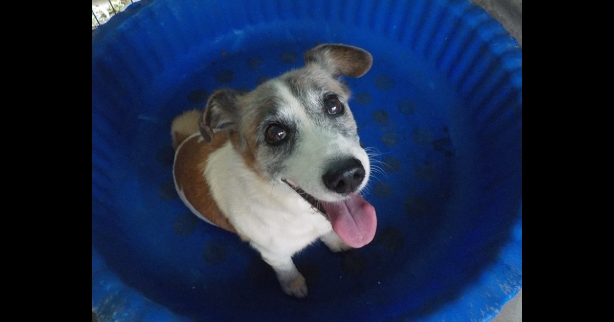 Adopt Ricky from MAREEBA QLD | Adopt-A-Dog