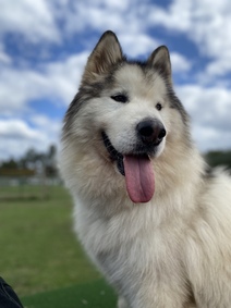 Adopt Rio from Coldstream VIC | Adopt-A-Dog