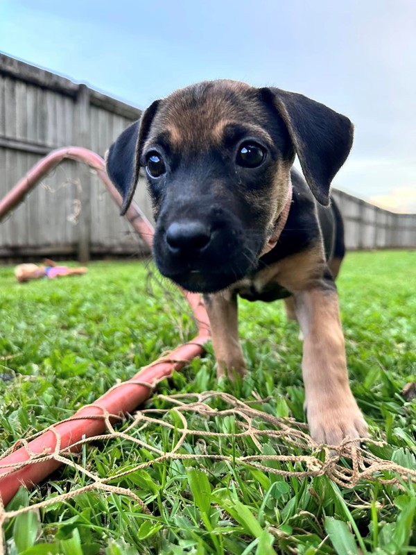 Adopt Lexis from Cairns QLD | Adopt-A-Dog