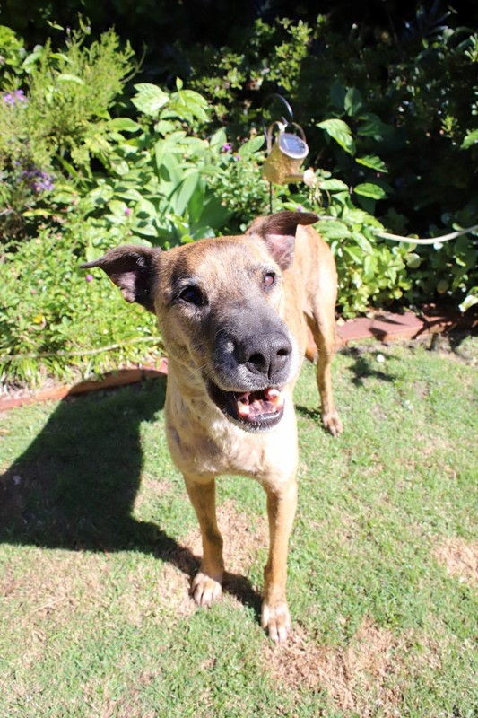 Adopt Trooper from North Coogee WA | Adopt-A-Dog