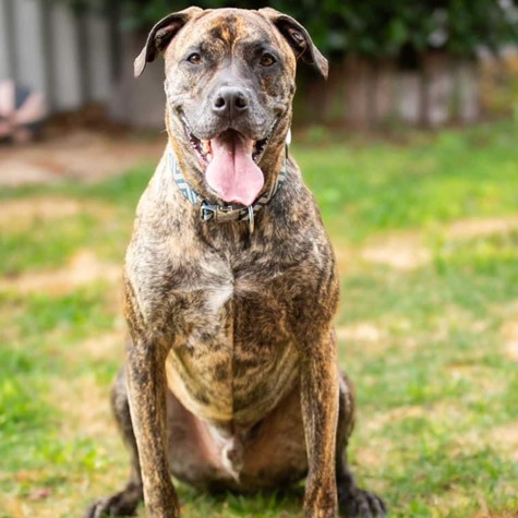 Adopt Bruce from Perth WA | Adopt-A-Dog