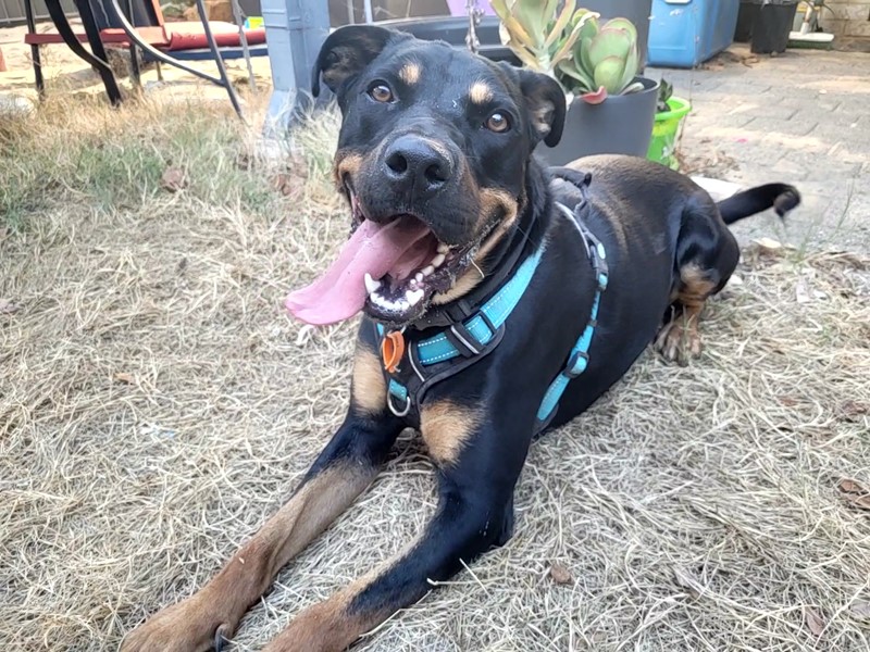 Adopt Lochie HD23-011 from Perth WA | Adopt-A-Dog