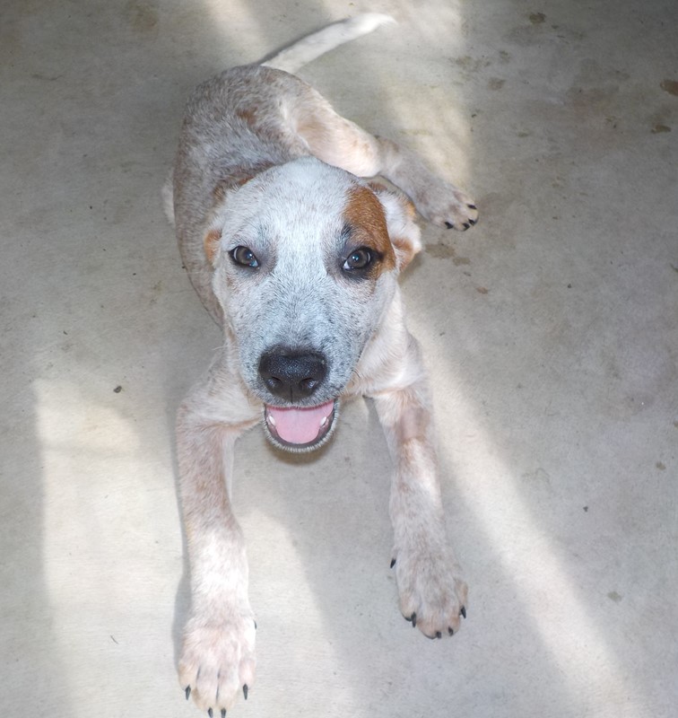 Adopt Spike from MAREEBA QLD | Adopt-A-Dog