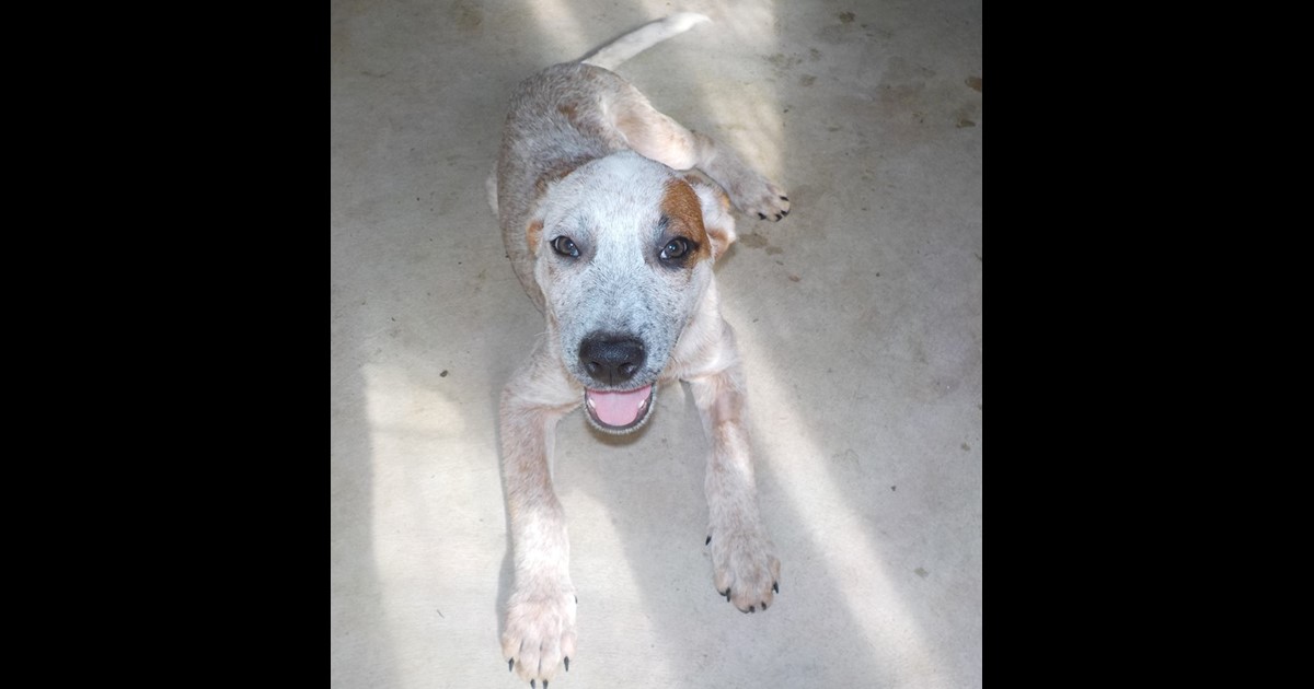 Adopt Spike from MAREEBA QLD | Adopt-A-Dog