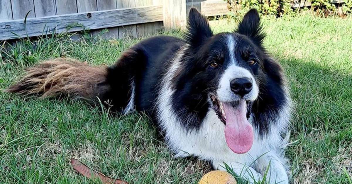 Adopt Ace from Brisbane QLD | Adopt-A-Dog