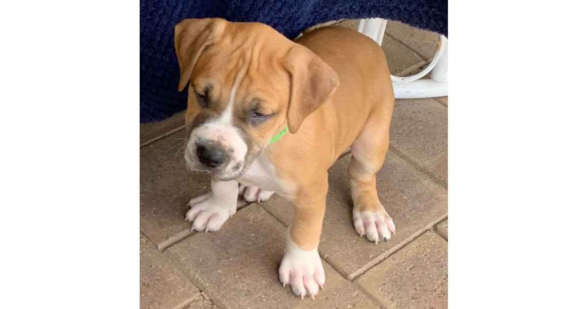 Adopt Theo from Perth WA | Adopt-A-Dog