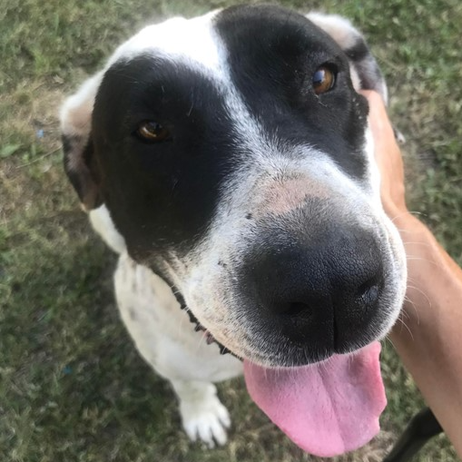 Adopt Penny from Brisbane QLD | Adopt-A-Dog