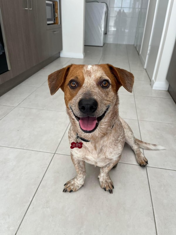 Adopt Roger from Perth WA | Adopt-A-Dog