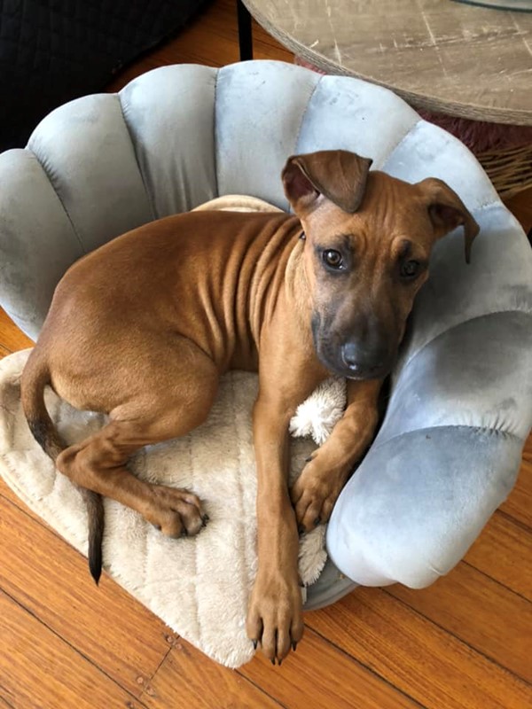 Adopt Haaland from East Keilor VIC | Adopt-A-Dog