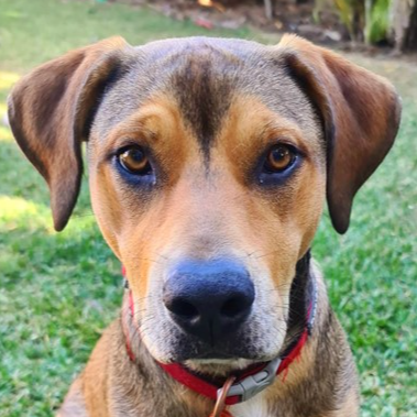 Adopt Glenn from Brisbane QLD | Adopt-A-Dog