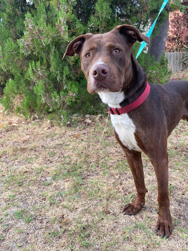 Adopt Banjo from Perth WA | Adopt-A-Dog