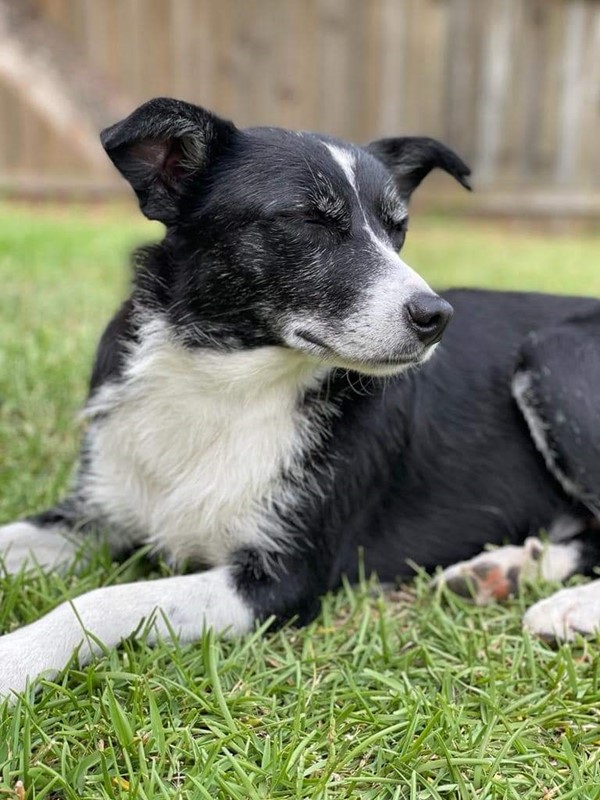 Adopt Jessie from Brisbane QLD | Adopt-A-Dog