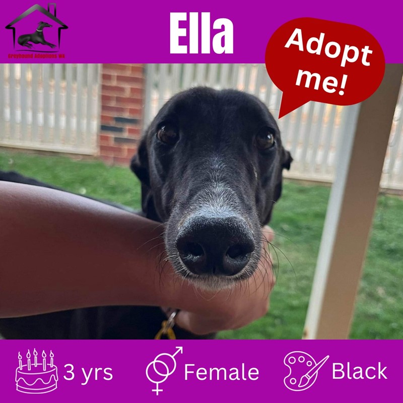 Adopt Ella from Perth WA | Adopt-A-Dog
