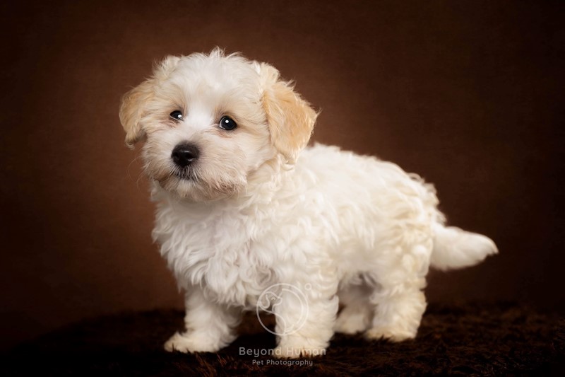 Adopt Ren from Brisbane QLD | Adopt-A-Dog