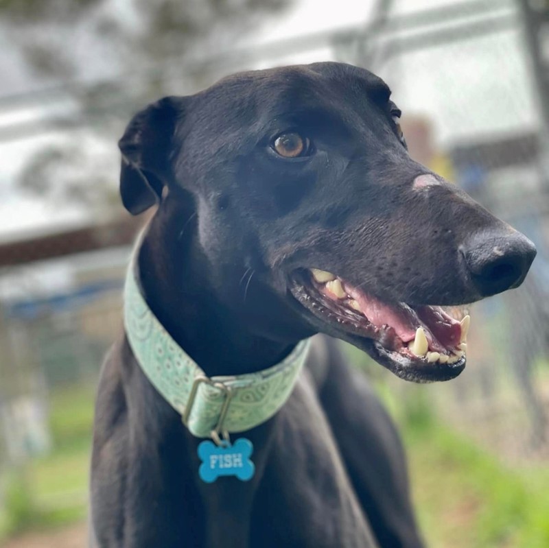 Adopt Fish from Sydney NSW | Adopt-A-Dog