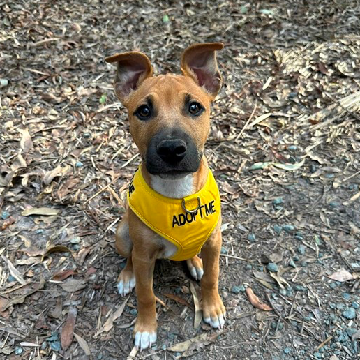 Adopt Toblerone from Cashmere QLD | Adopt-A-Dog