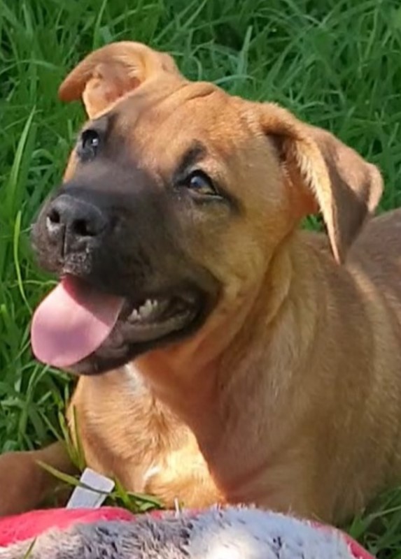 Adopt WILLA from Stirling North SA | Adopt-A-Dog