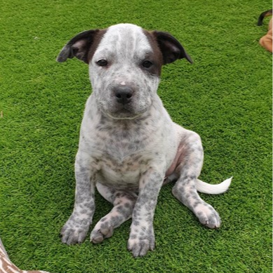 Adopt WINNEY from Stirling North SA | Adopt-A-Dog