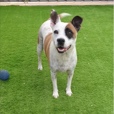 Adopt TRIXIE from Stirling North SA | Adopt-A-Dog