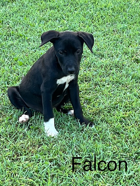 Adopt Falcon from Townsville QLD | Adopt-A-Dog