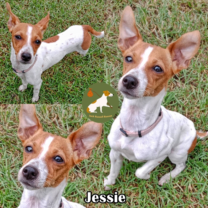 Adopt Jessie from Londonderry NSW | Adopt-A-Dog
