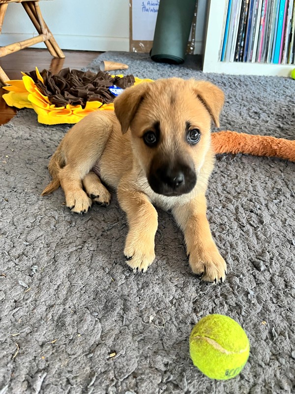 Adopt Kylo from Malabar NSW | Adopt-A-Dog