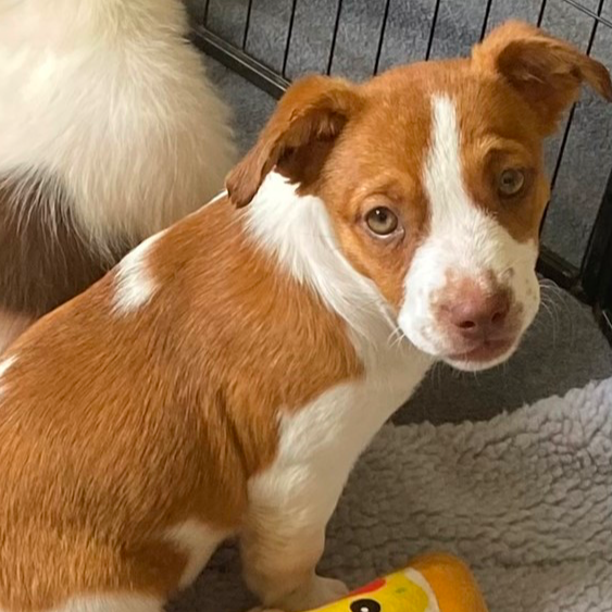 Adopt Mate from Chandler QLD | Adopt-A-Dog