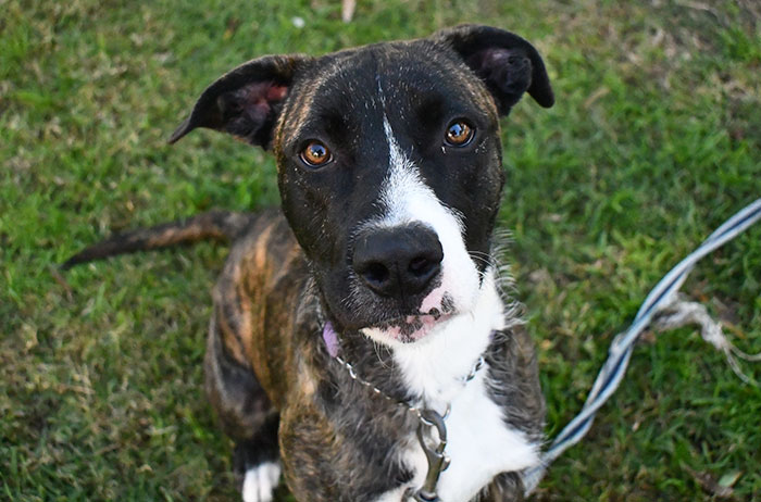 Adopt Croc from Campbelltown NSW | Adopt-A-Dog