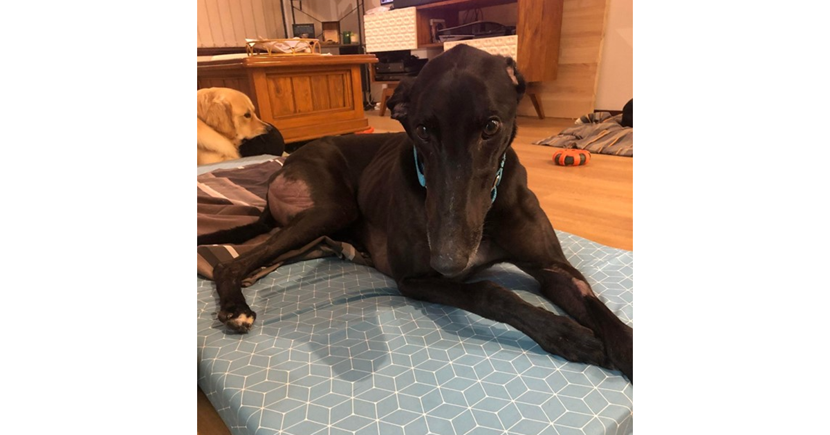 Adopt Rubble from Perth WA | Adopt-A-Dog