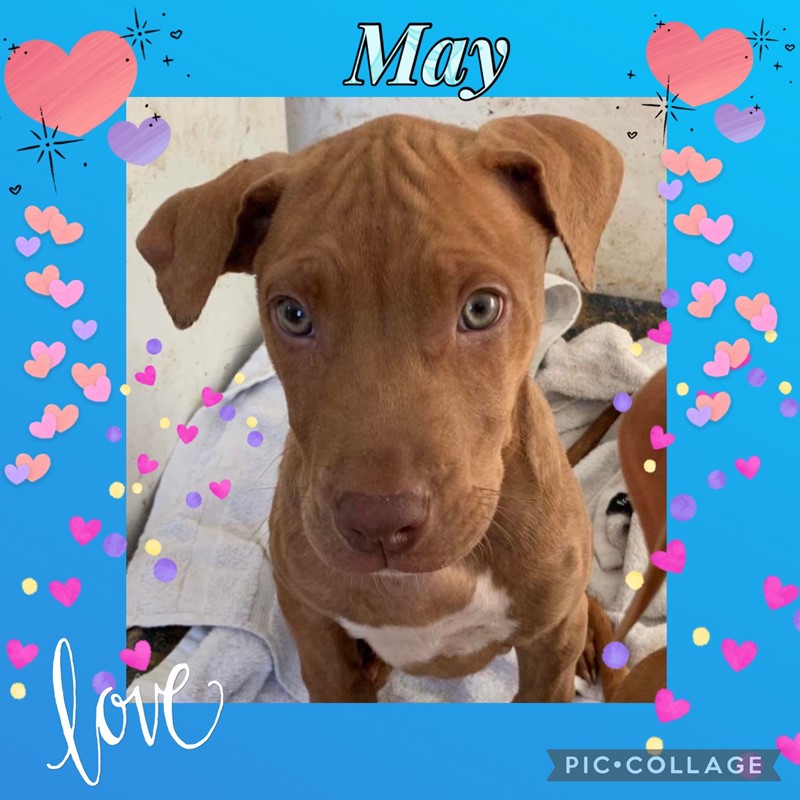 Adopt May from Running Stream NSW | Adopt-A-Dog