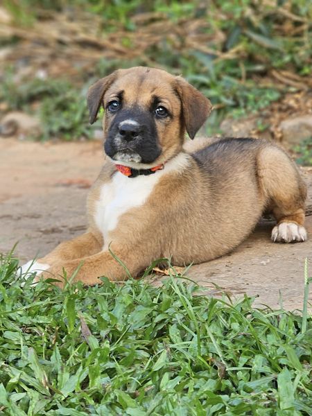 Adopt Torres from Cairns QLD | Adopt-A-Dog