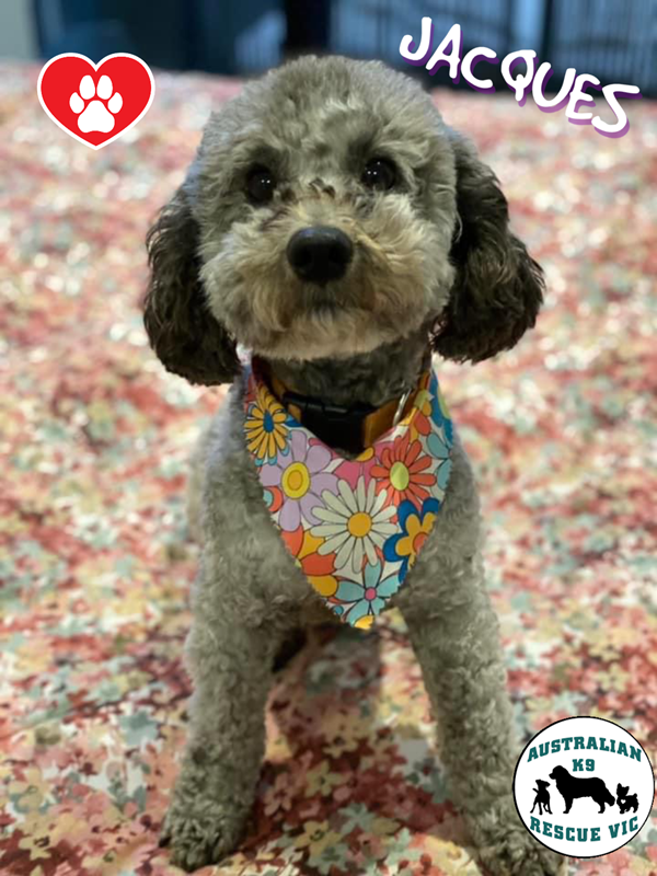 Adopt Jacques from HEIDELBERG WEST VIC | Adopt-A-Dog
