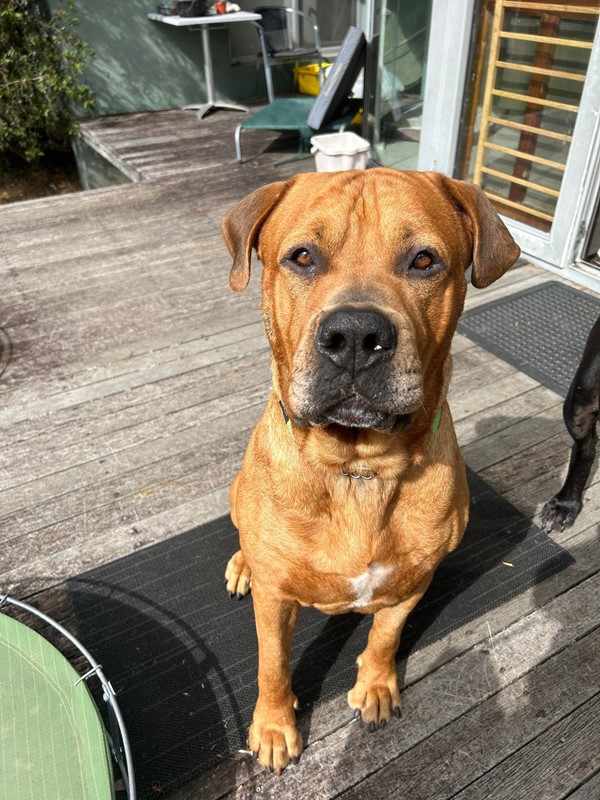 Adopt Clifford from Razorback NSW | Adopt-A-Dog