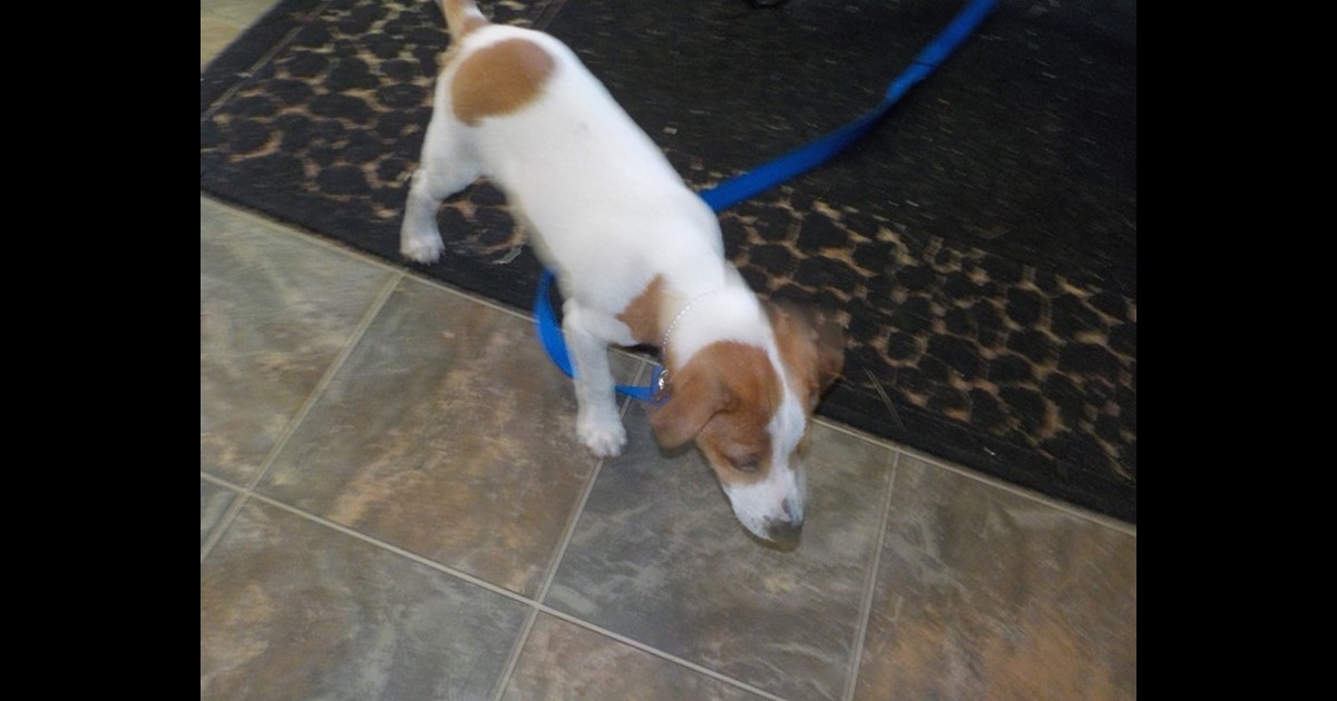 Adopt Yabba from MAREEBA QLD | Adopt-A-Dog