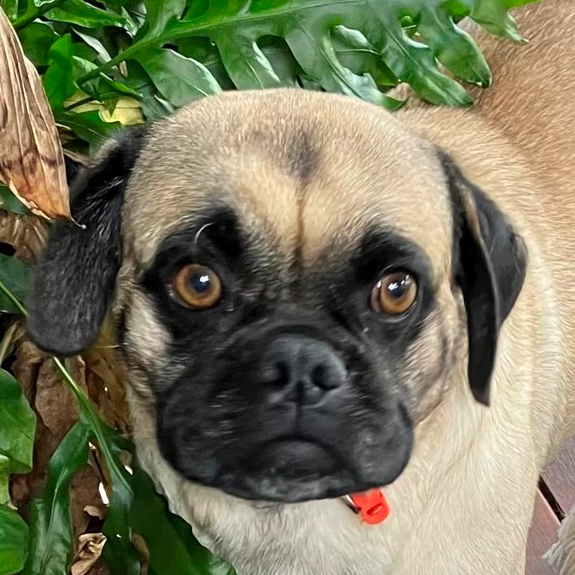 Adopt Harvey from Brisbane QLD | Adopt-A-Dog