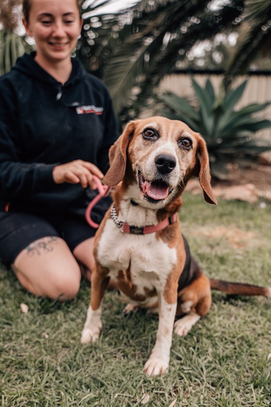 Adopt Ava from Middle Beach SA | Adopt-A-Dog
