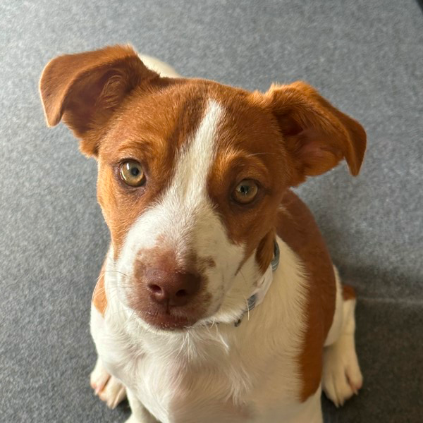 Adopt Mate from Chandler QLD | Adopt-A-Dog