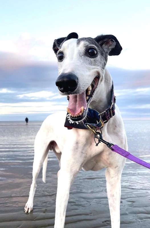 Adopt Borris from Brisbane QLD | Adopt-A-Dog
