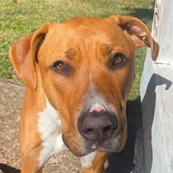 Adopt Stephie from Sunshine Coast QLD | Adopt-A-Dog