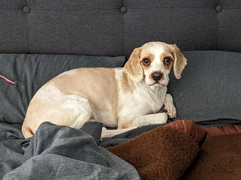 Adopt Tim Tam from Farnsfield QLD | Adopt-A-Dog