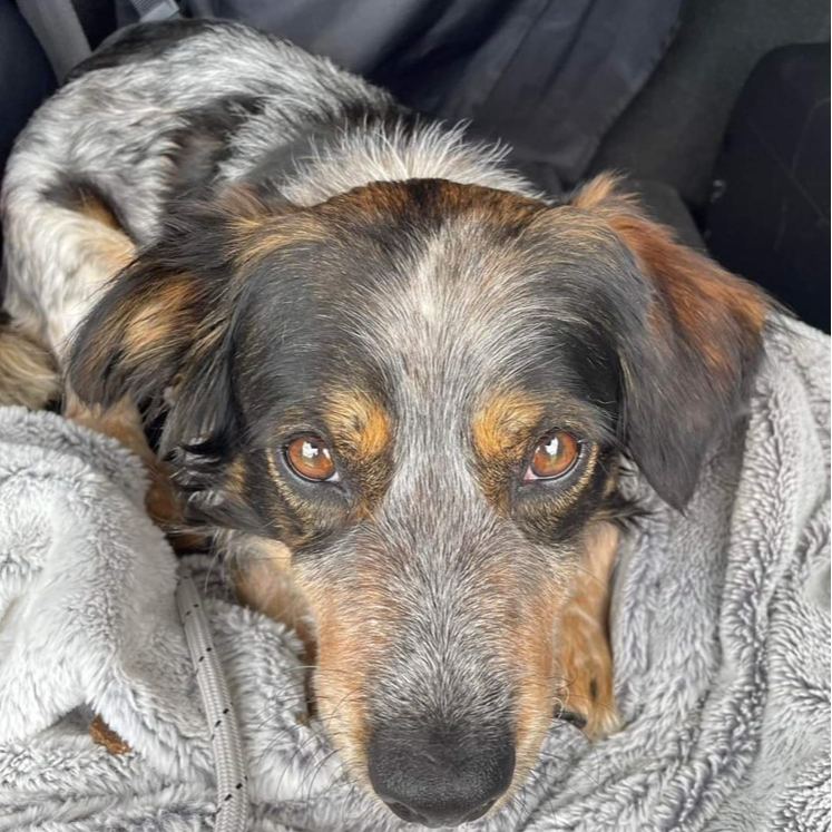 Adopt Zucchini from Traralgon VIC | Adopt-A-Dog